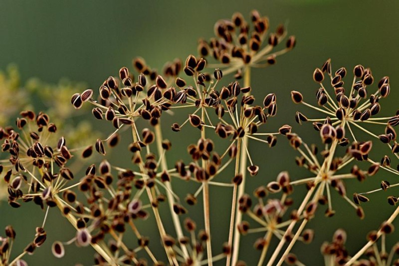 Dill Samen Ernten